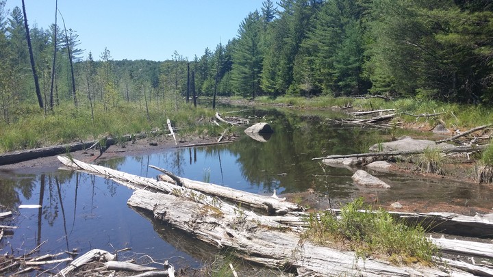 Beaver Foraging Preferences and Impacts on Forest Structure and ...